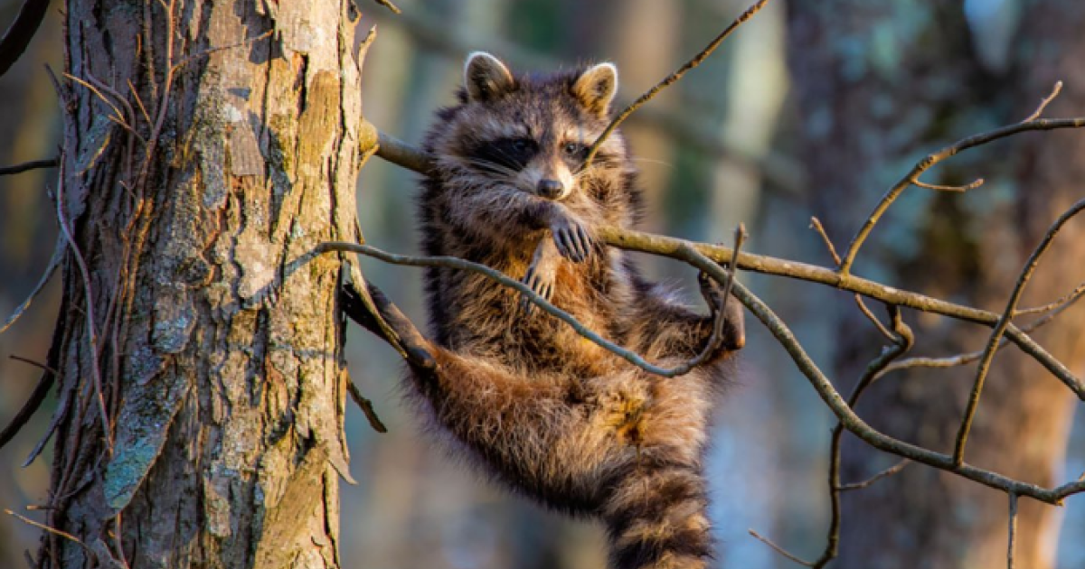 Schattig en invasief. Waarom je mag jagen op de wasbeer | RandKrant