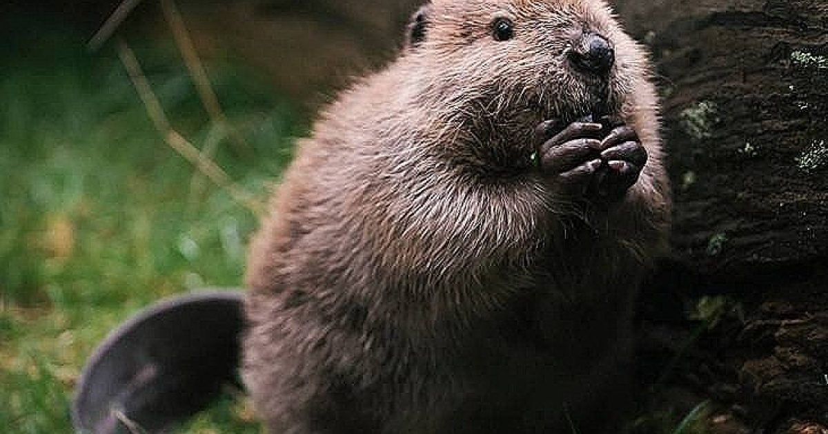 Meer bevers in de Rand dankzij verbeterde waterkwaliteit en ...